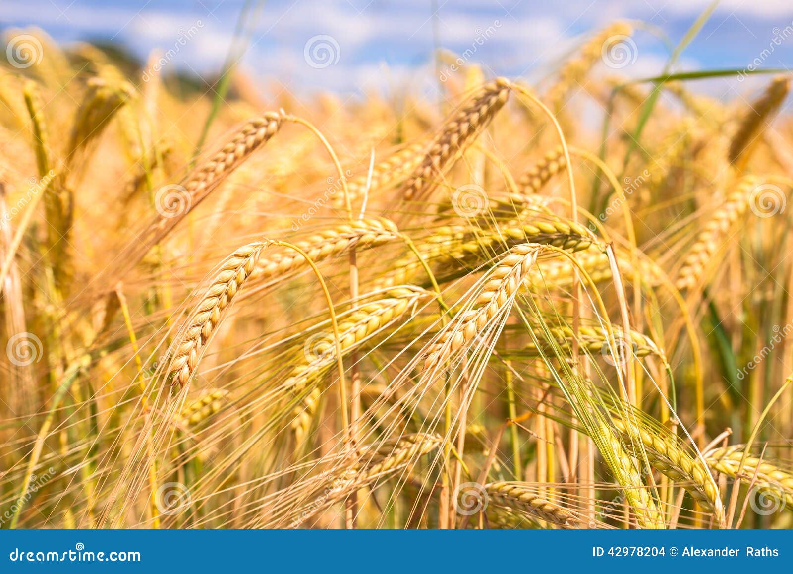 Grainfield stock photo. Image of agrar, brewing, agrarian - 42978204