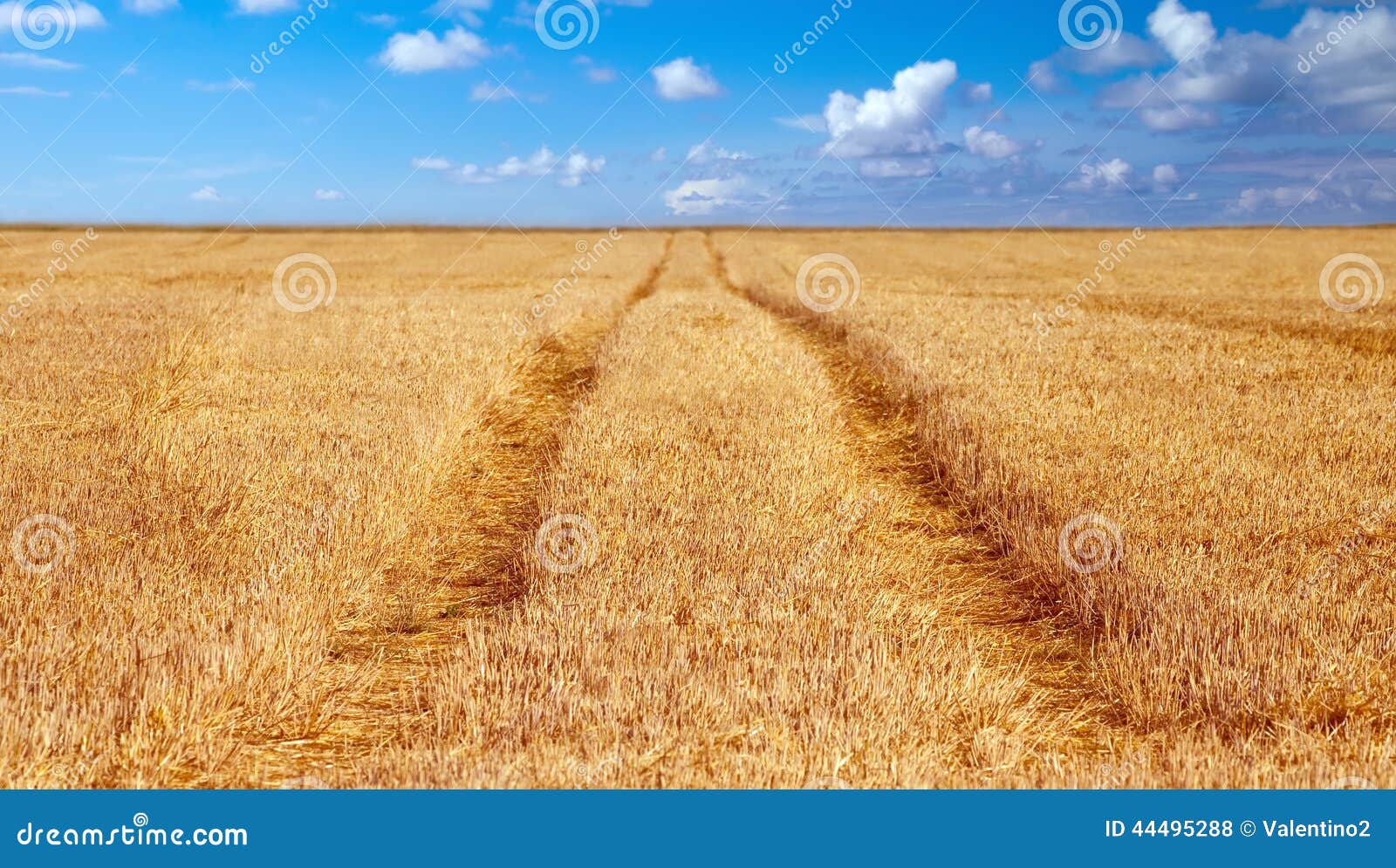 Grainfield stock photo. Image of farming, tractor, plant - 44495288