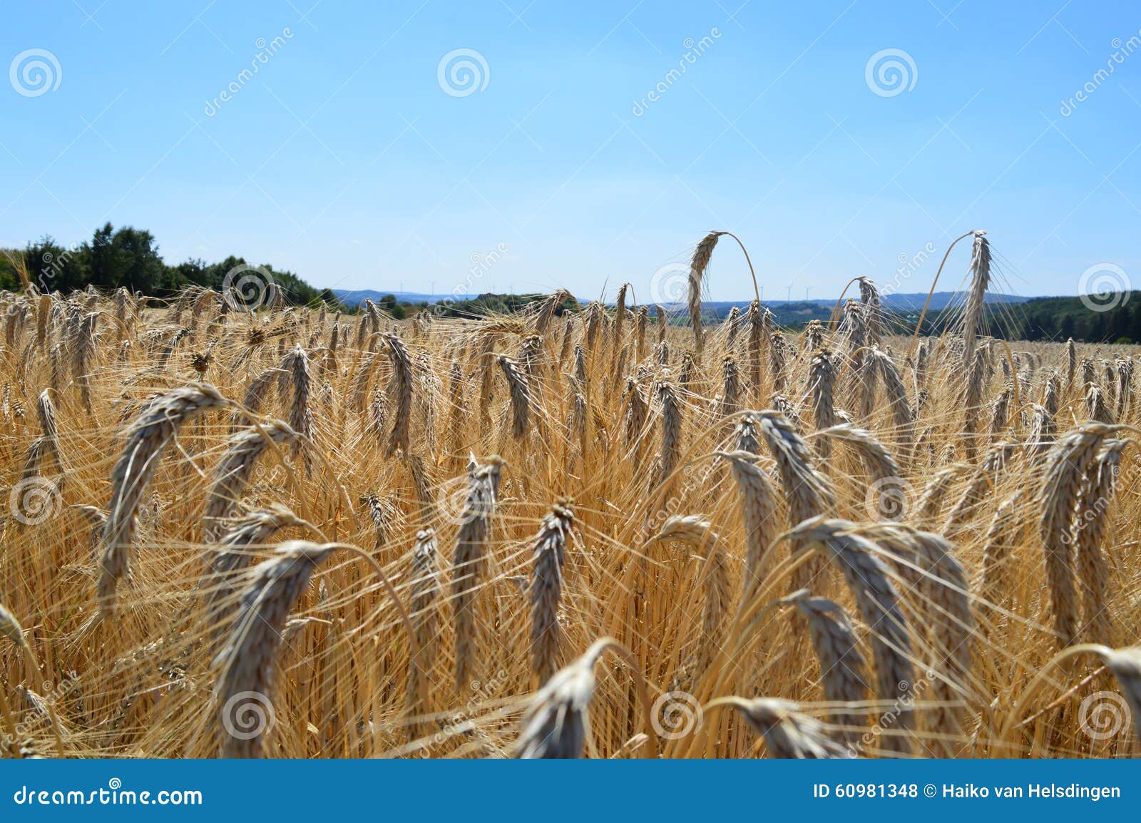 Grainfield im Sommer stockfoto. Bild von sommer, bauernhof - 60981348