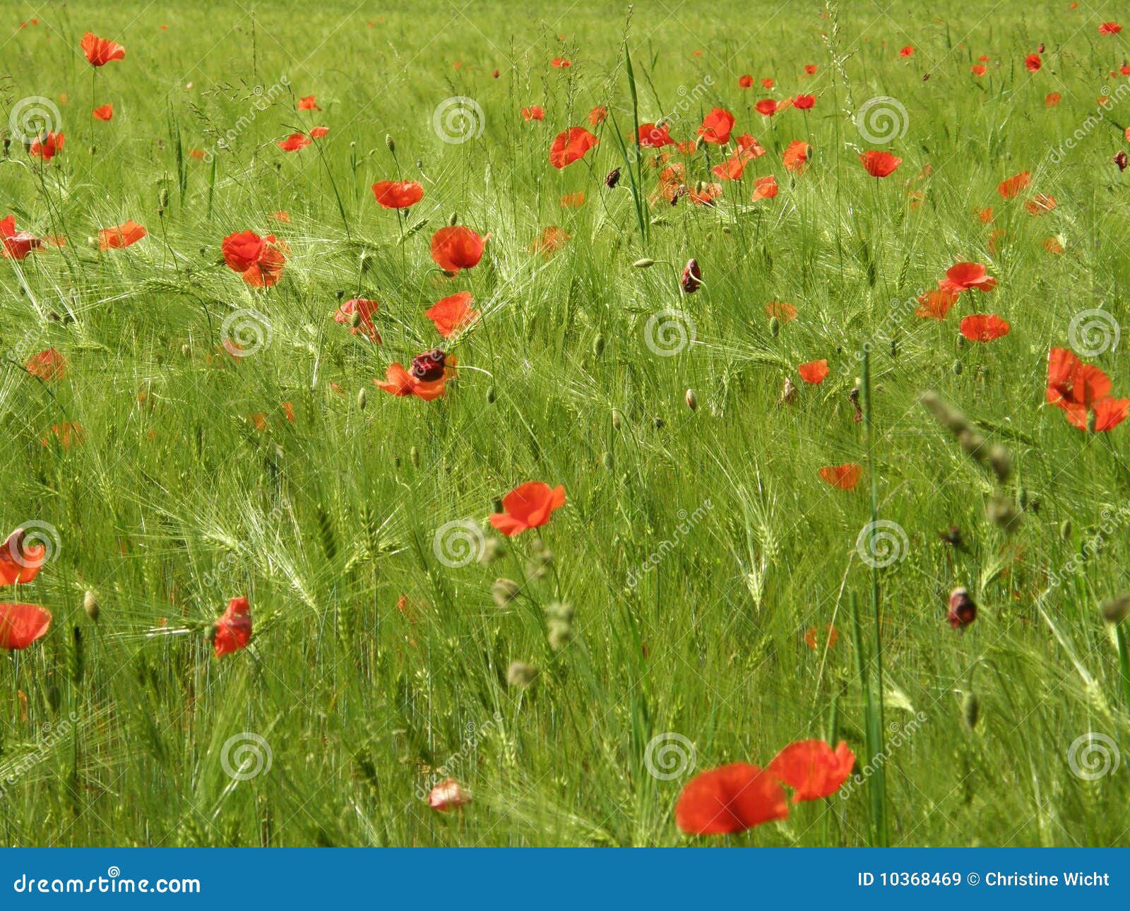 Grainfield with poppy seed stock image. Image of grain - 10368469