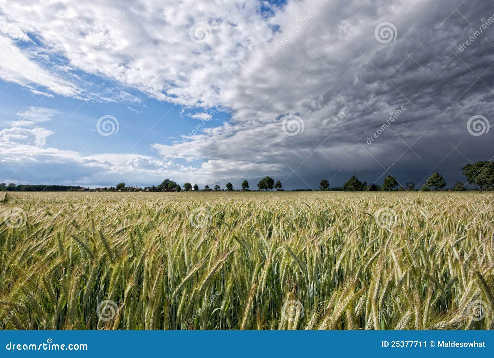 Grainfield and storm stock image. Image of windstorm - 25377711