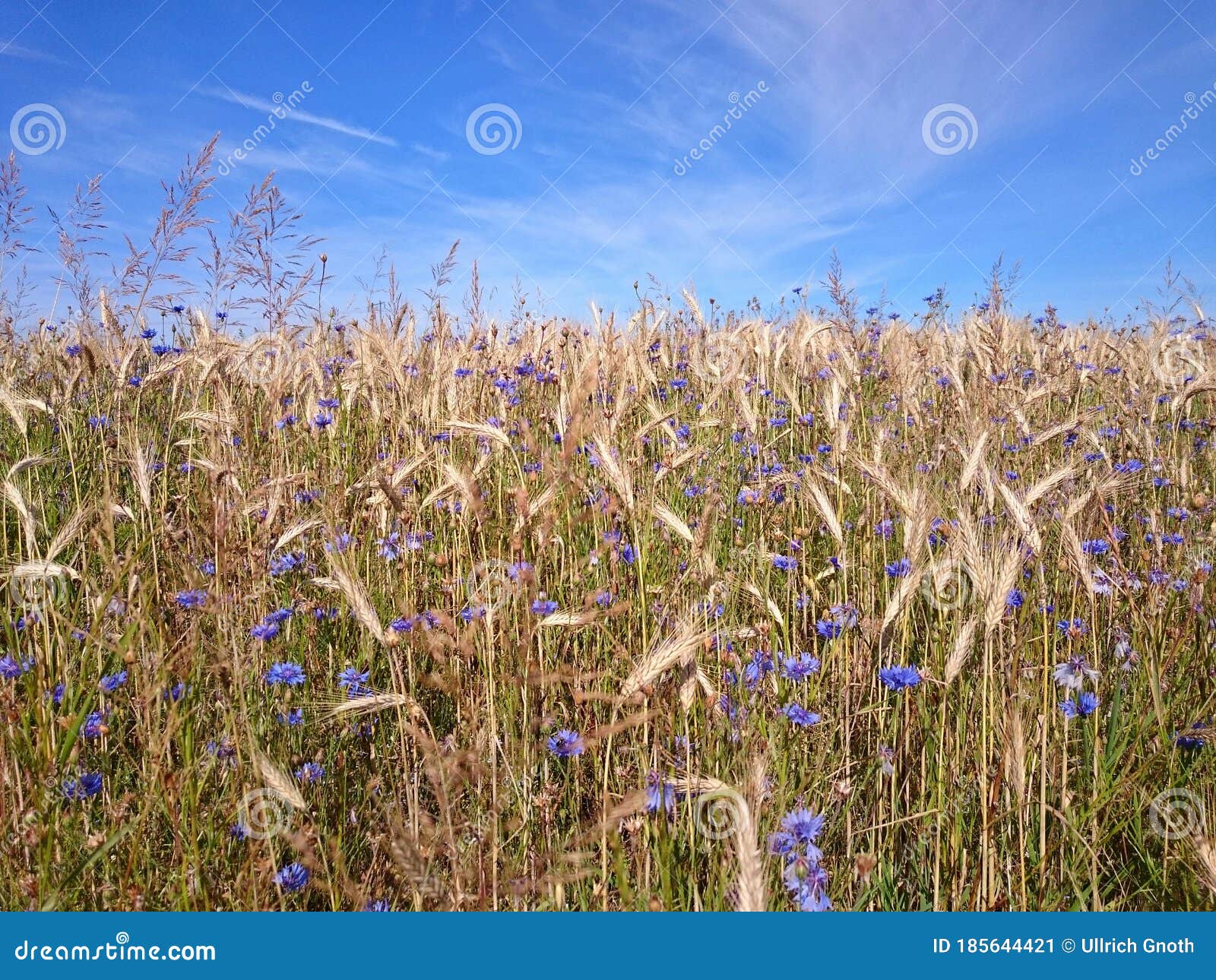 Grainfield in Summer stock image. Image of cornflowers - 185644421