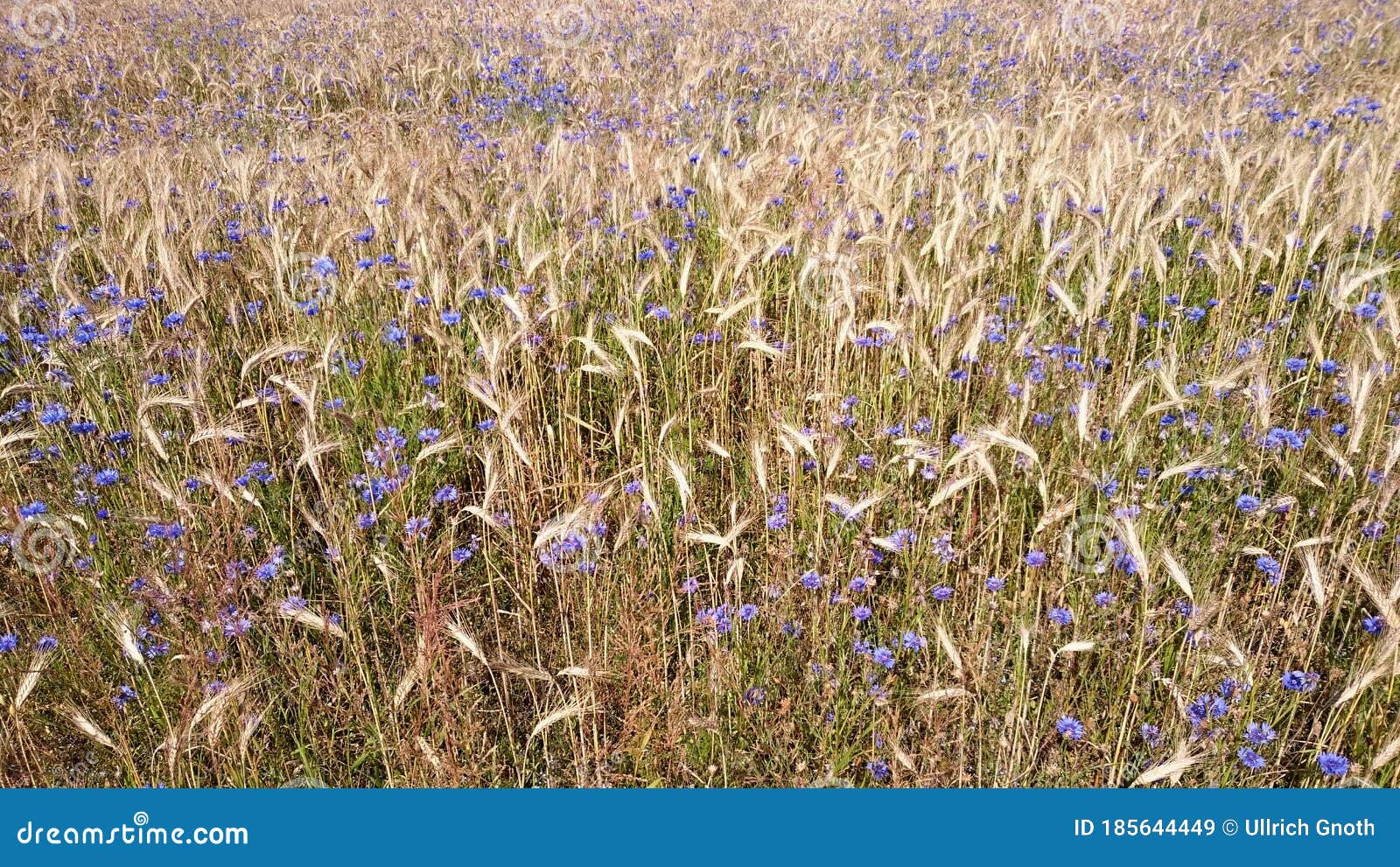 Grainfield in Summer stock image. Image of cornfield - 185644449