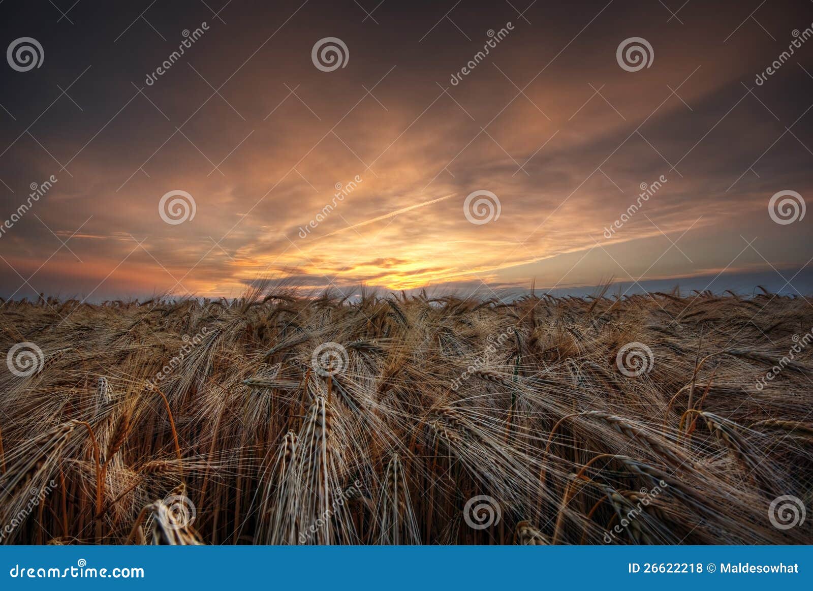 Grainfield during sunset stock photo. Image of sunset - 26622218