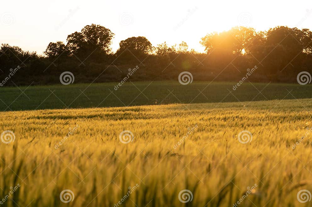 Grainfield at Sunset with the Sun Behind it Stock Photo - Image of time ...