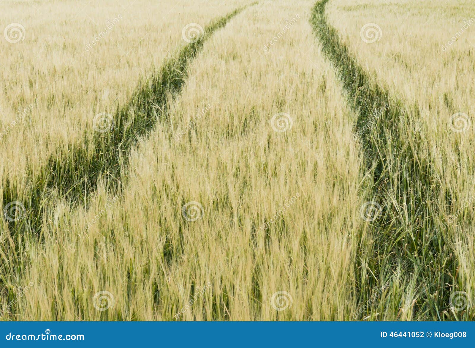 Grainfield stock photo. Image of pattern, rural, wave - 46441052