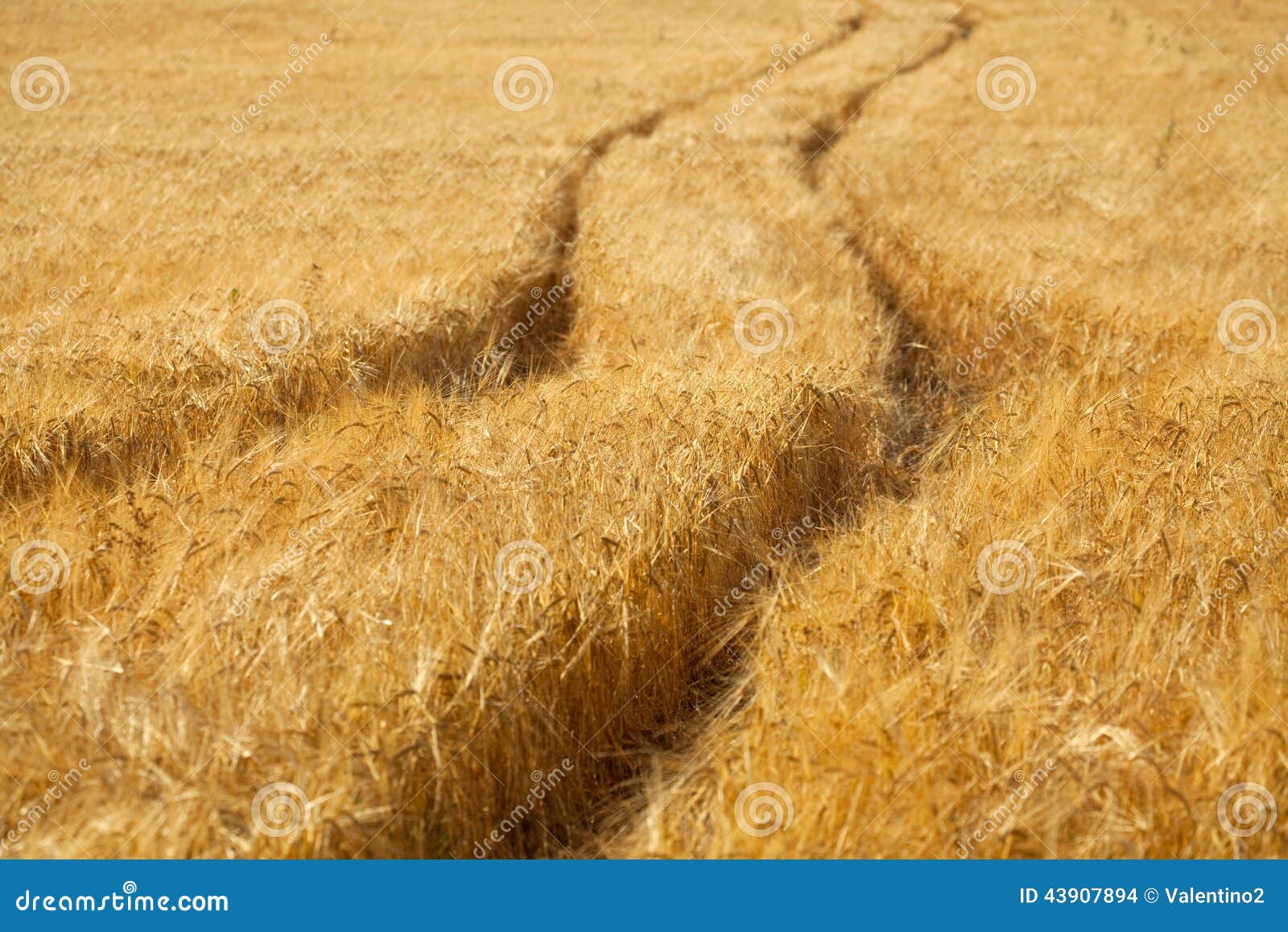 Grainfield stock photo. Image of food, season, field - 43907894