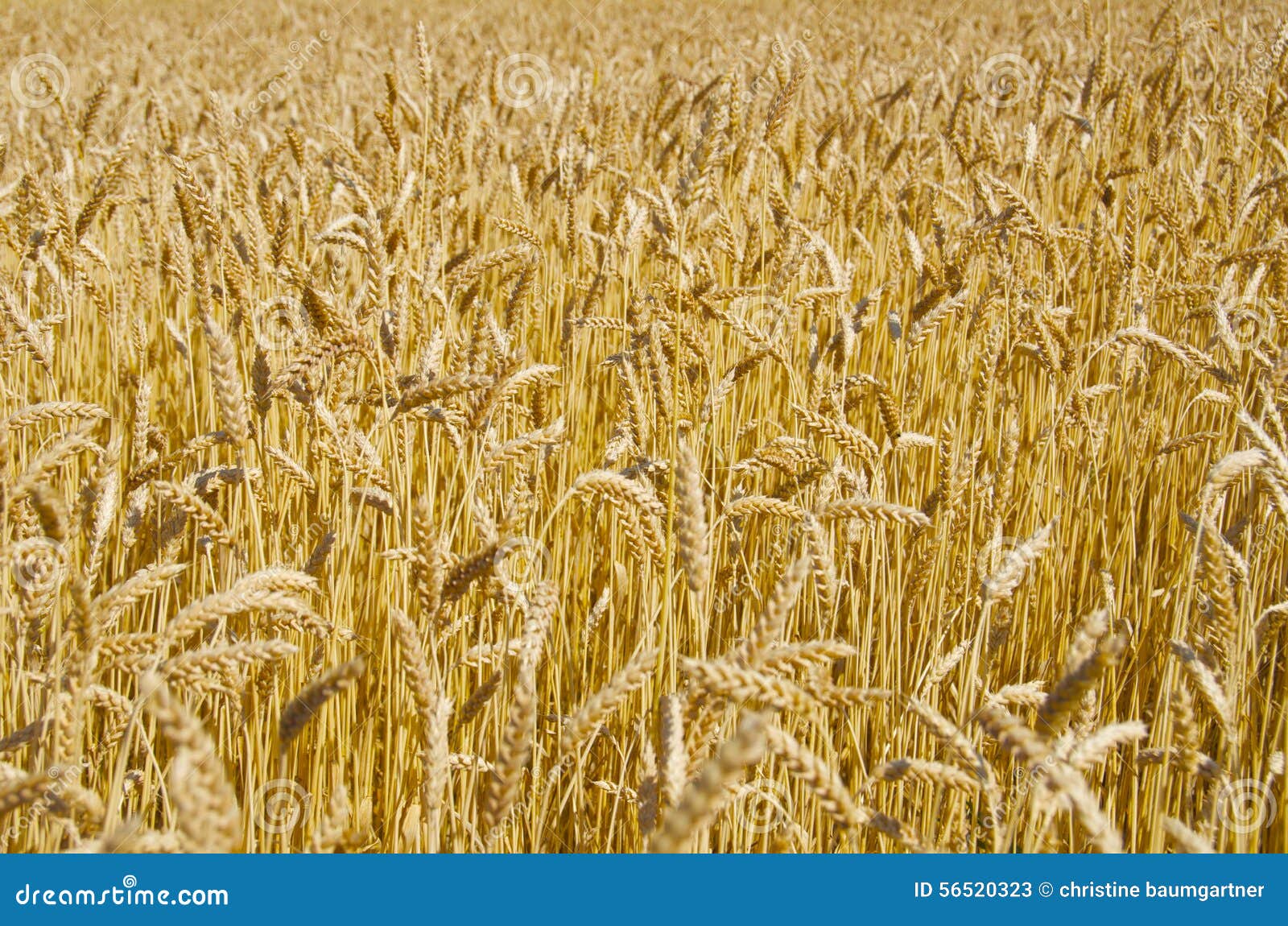 Grainfield stock image. Image of summer, grain, rural - 56520323