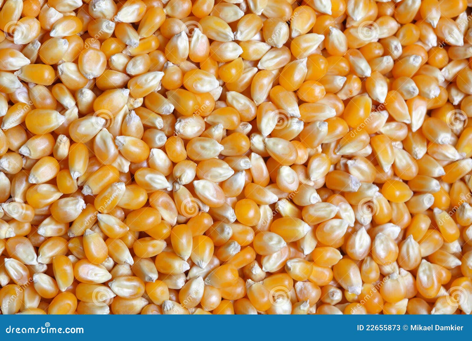 Grains of corn stock image. Image of food, pattern, healthy - 22655873