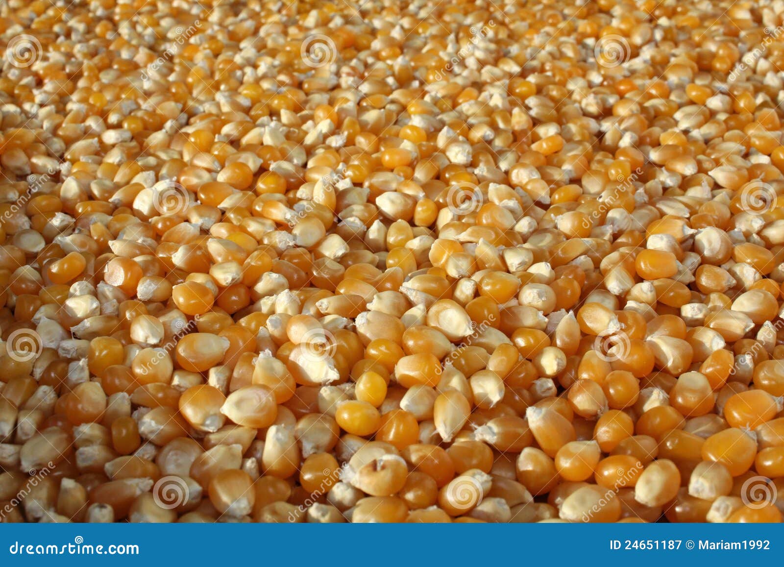 Grains of corn stock image. Image of food, high, vegetarian - 24651187