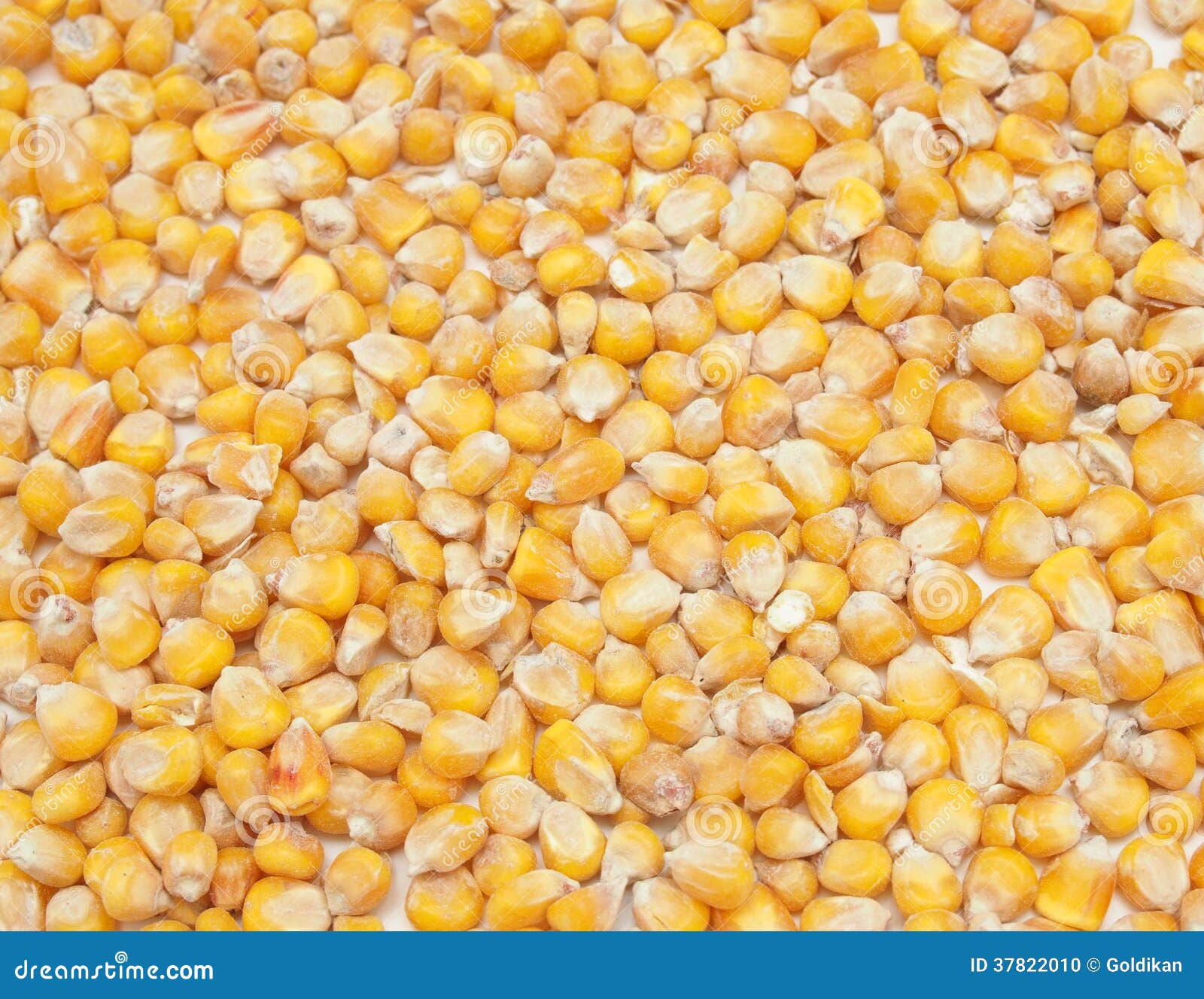 Grains of corn stock photo. Image of isolated, detail - 37822010