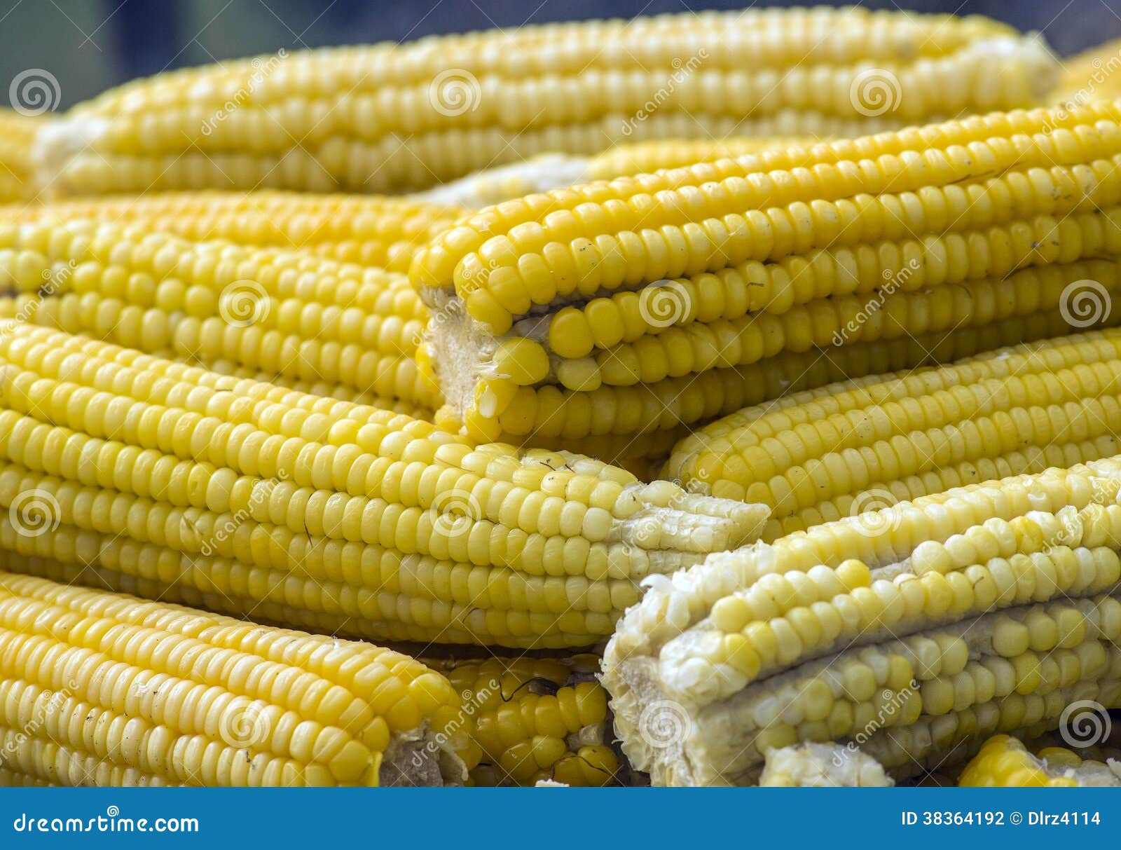 Grains of Corn stock photo. Image of grow, field, object - 38364192
