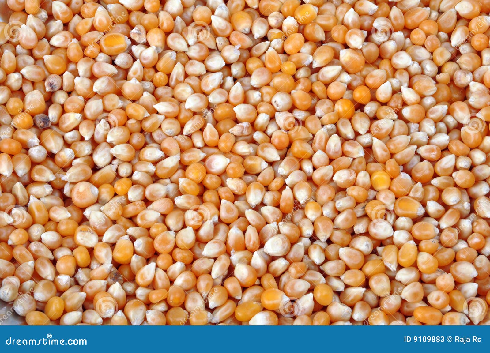 Grains of corn stock image. Image of natural, uncooked - 9109883