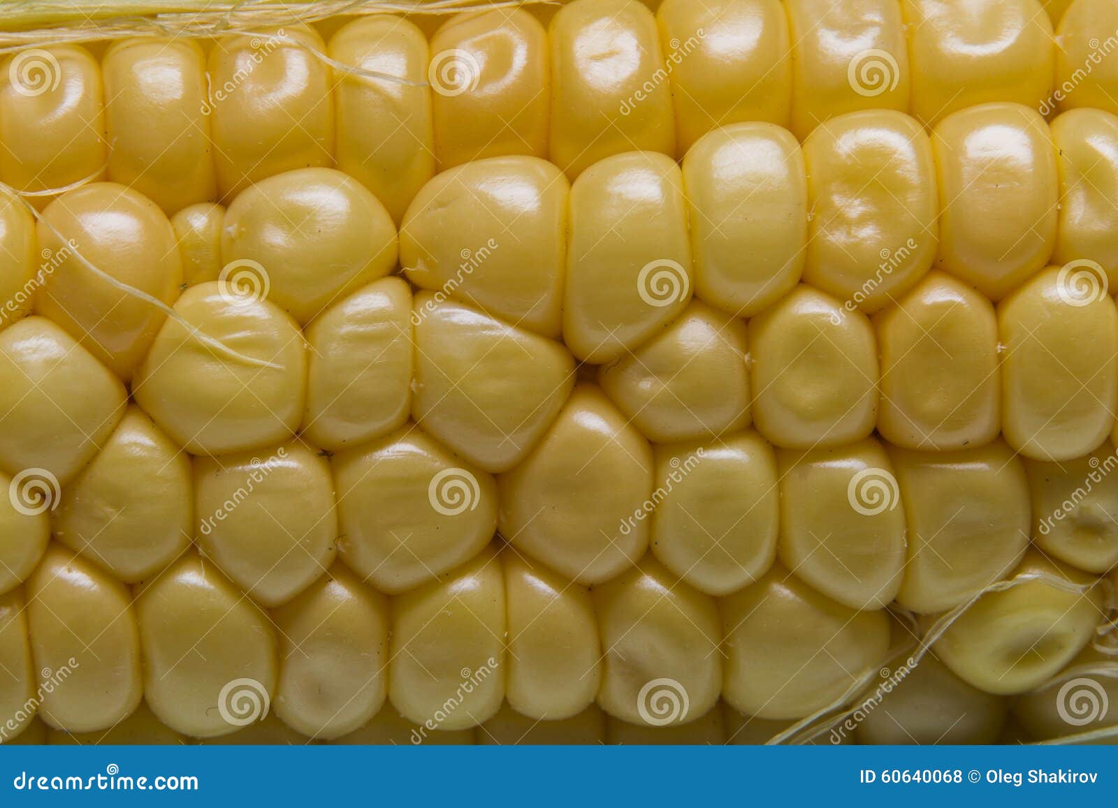 Grains of corn cob. Macro stock photo. Image of green - 60640068