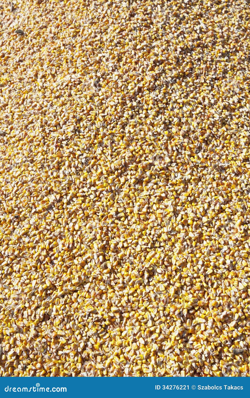 Grains of corn detailed stock image. Image of fodder - 34276221
