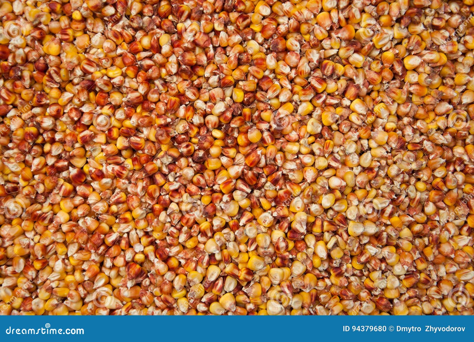 Grains of corn stock photo. Image of grow, farmer, agriculture - 94379680