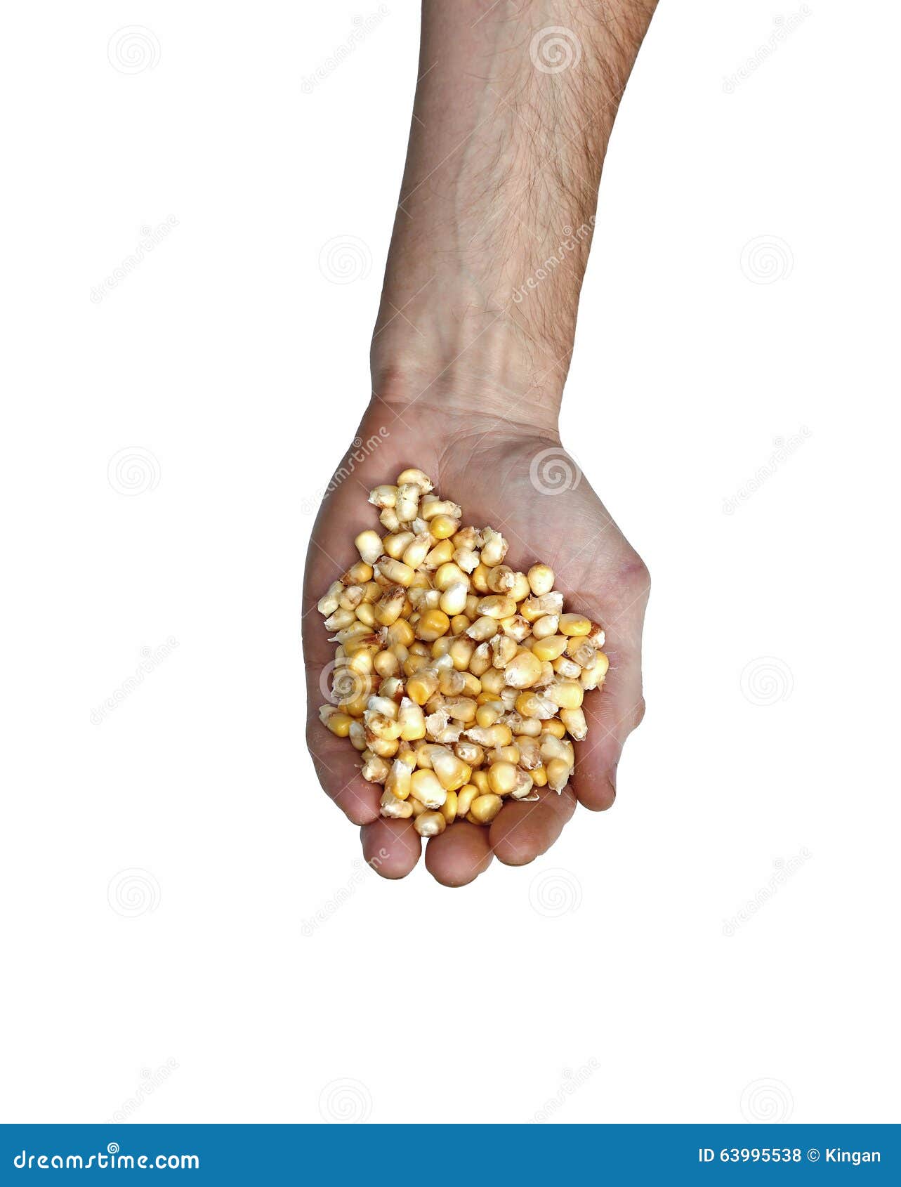 Grains of Corn in His Hands Isolated Stock Photo - Image of ...