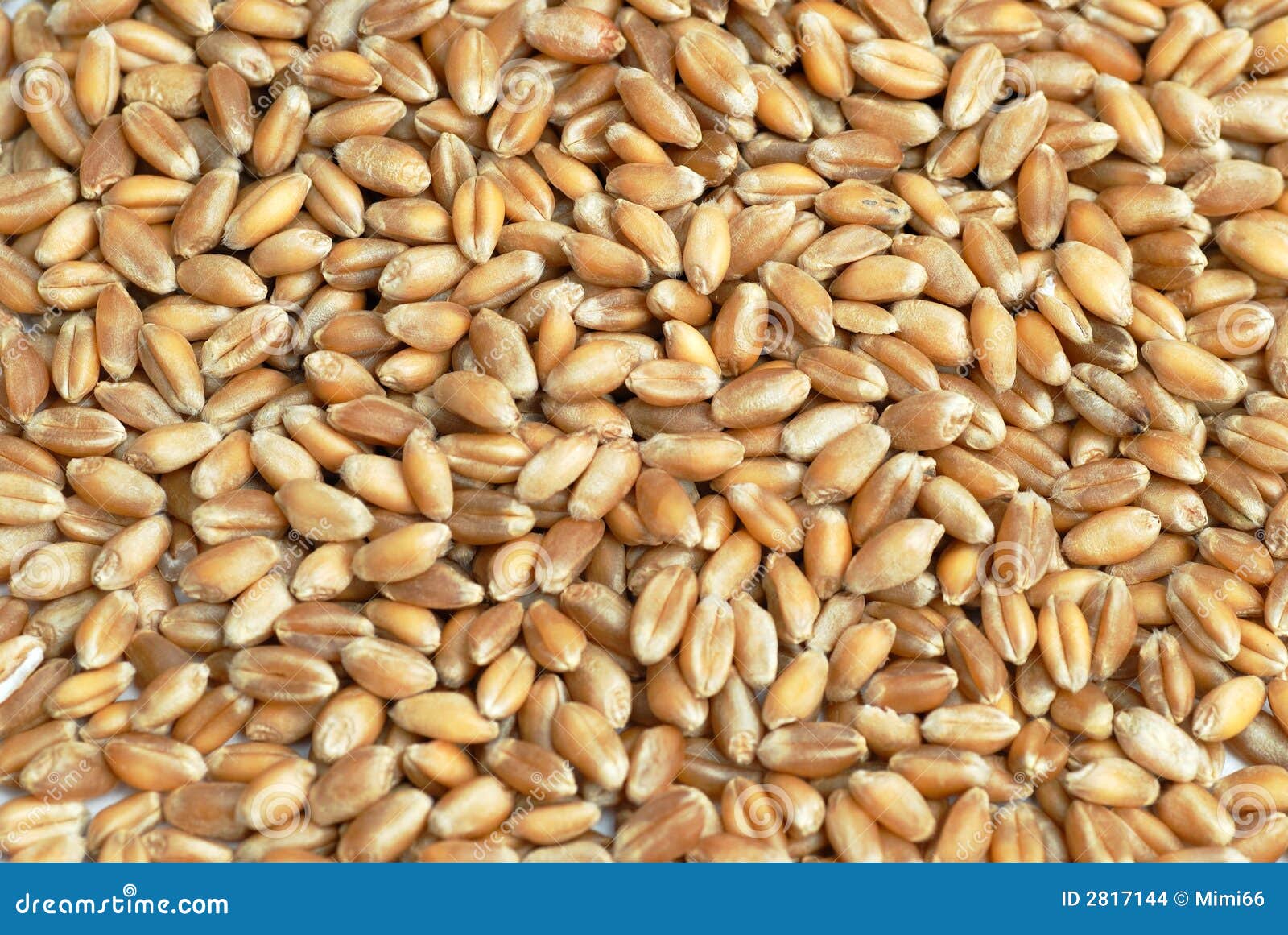 Grains de blé photo stock. Image du nutrition, orientation - 2817144