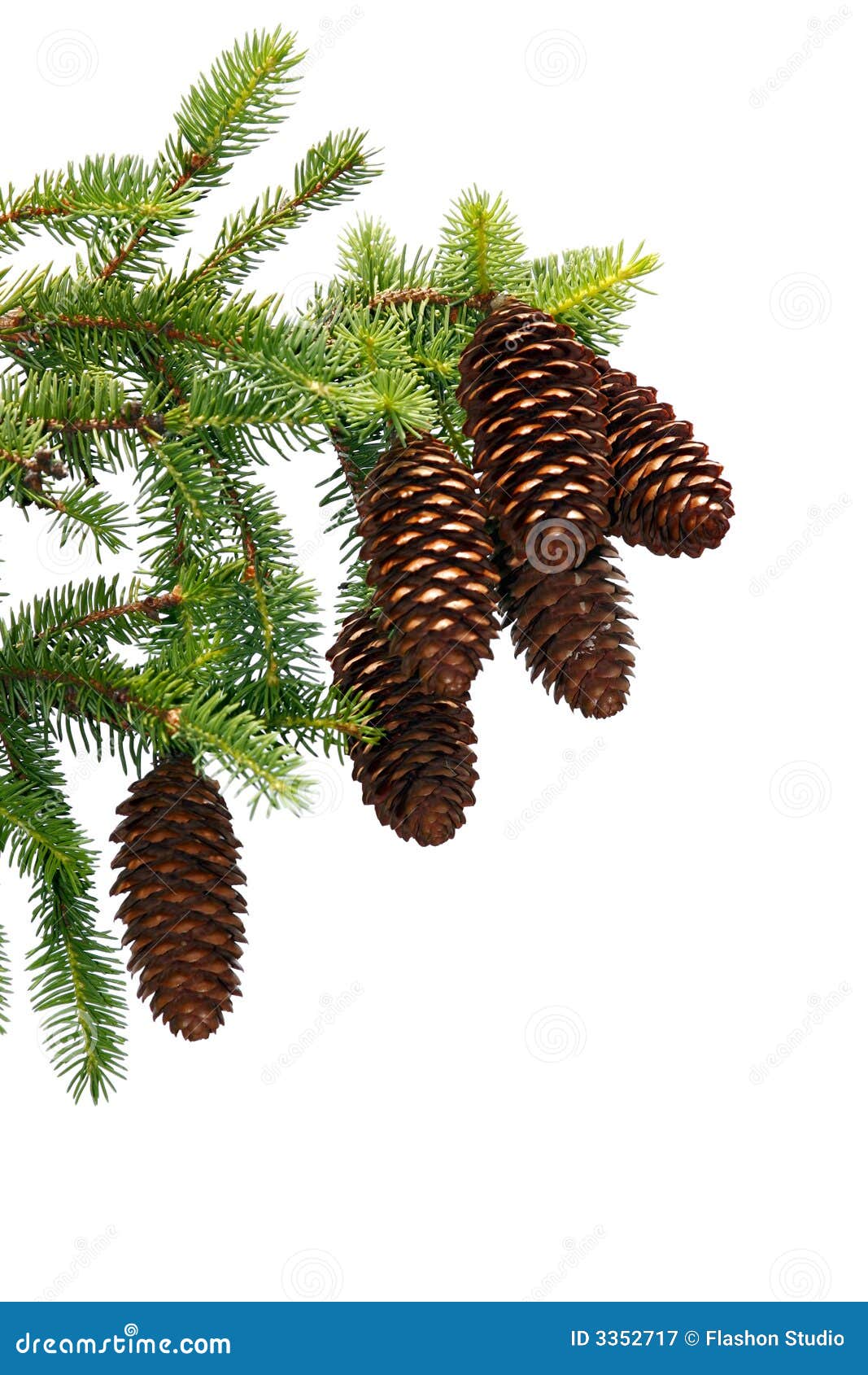 Grains De Pin Sur Le Branchement D'isolement Image stock - Image du ...