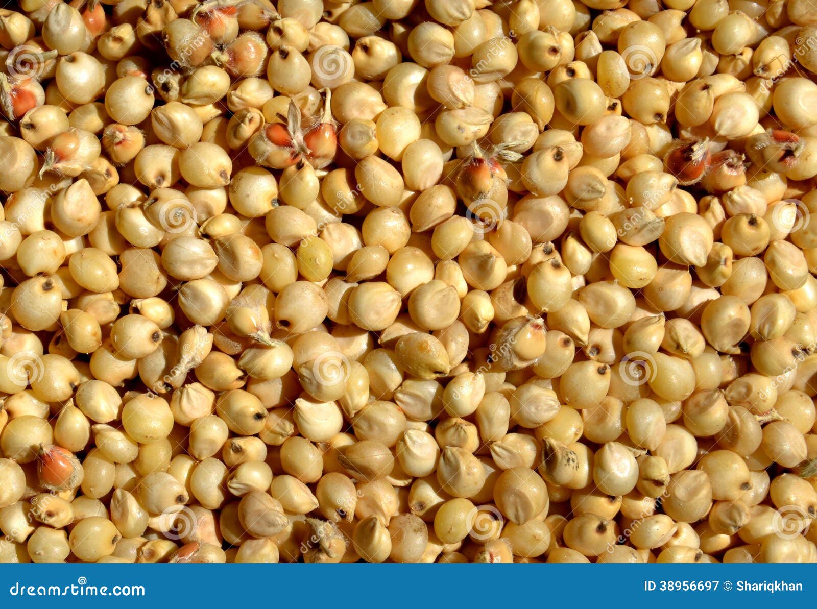 Grains de sorgho image stock. Image du nourriture, pain - 38956697