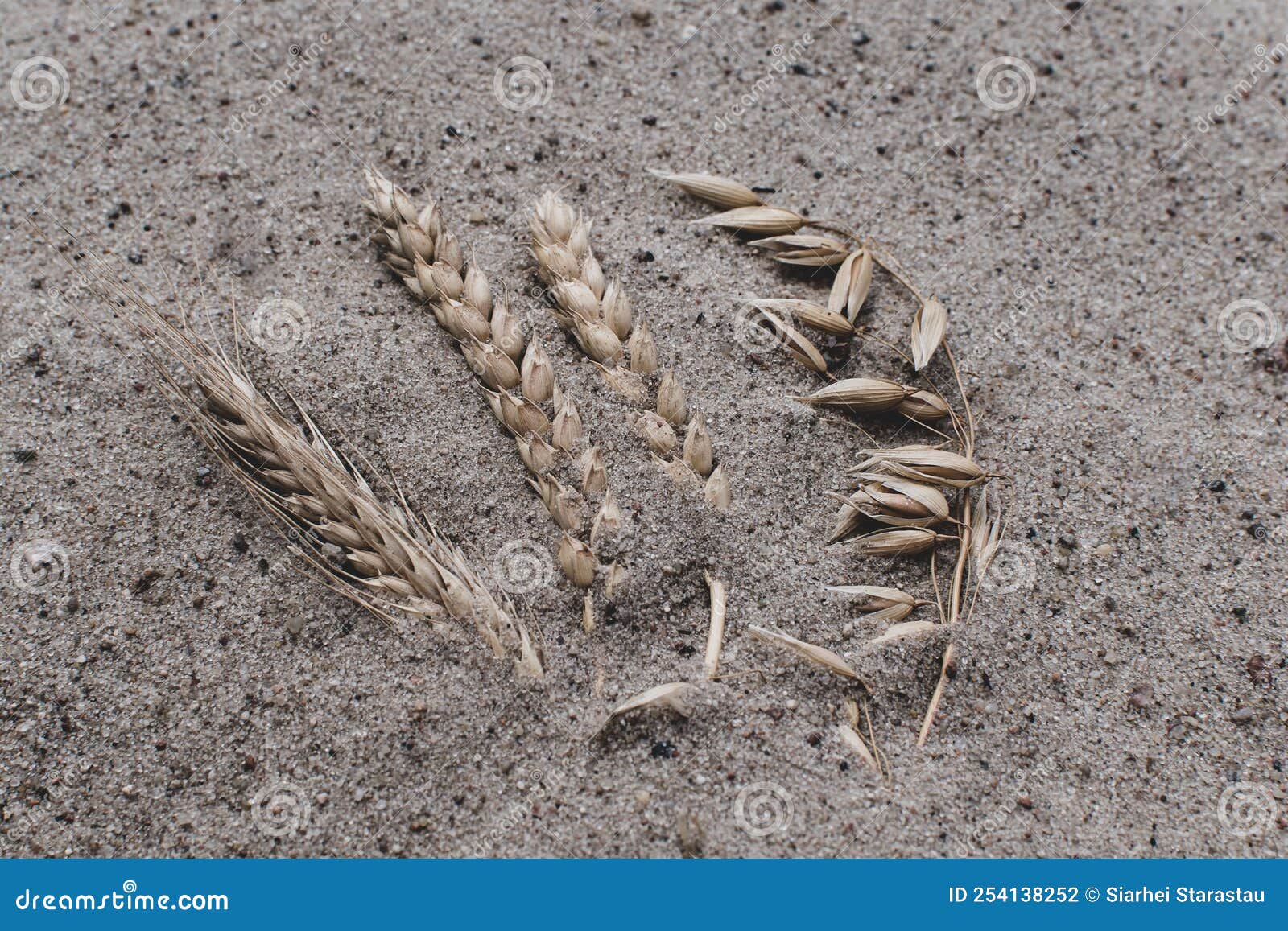 Grains of Different Cereals in the Sand Stock Photo - Image of organic ...