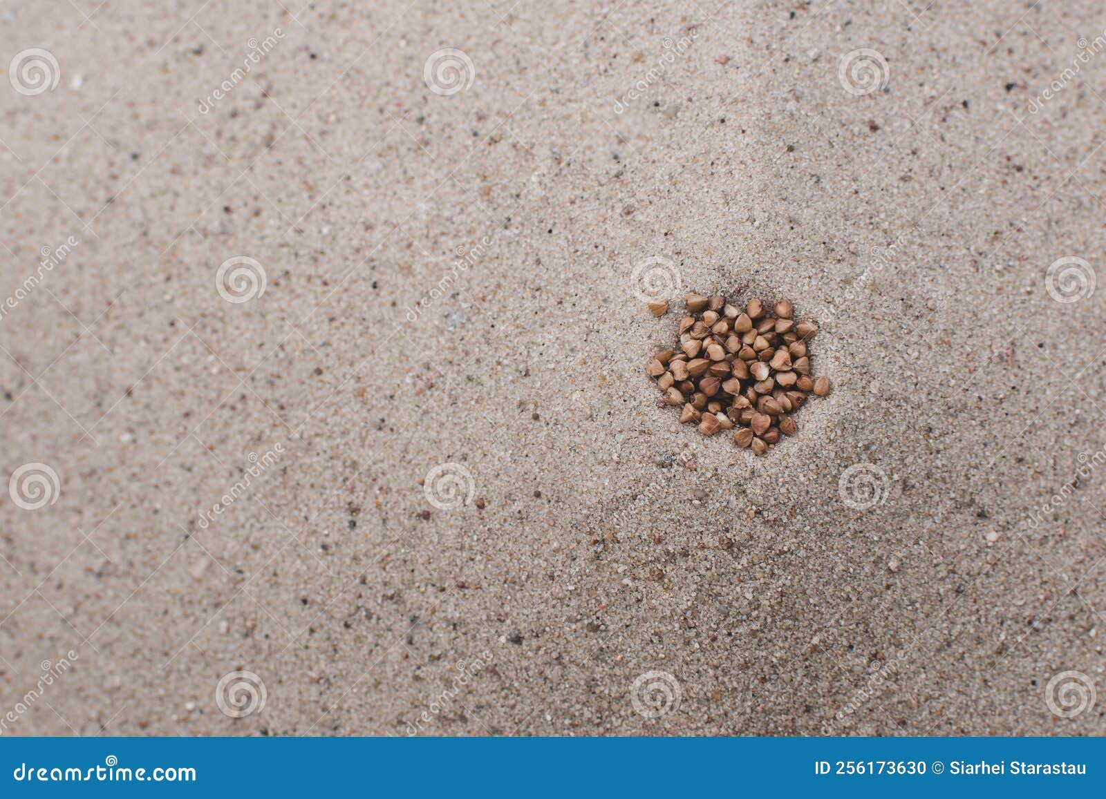 Grains of Different Cereals in the Sand Stock Photo - Image of organic ...