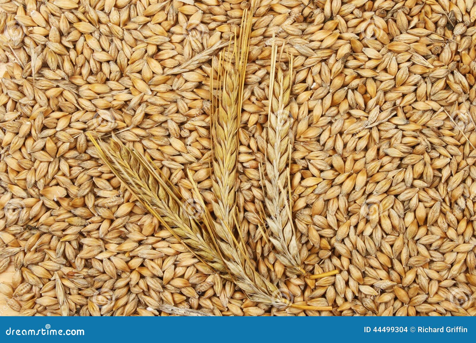 Grains Et Oreilles D'orge Photo stock - Image: 44499304