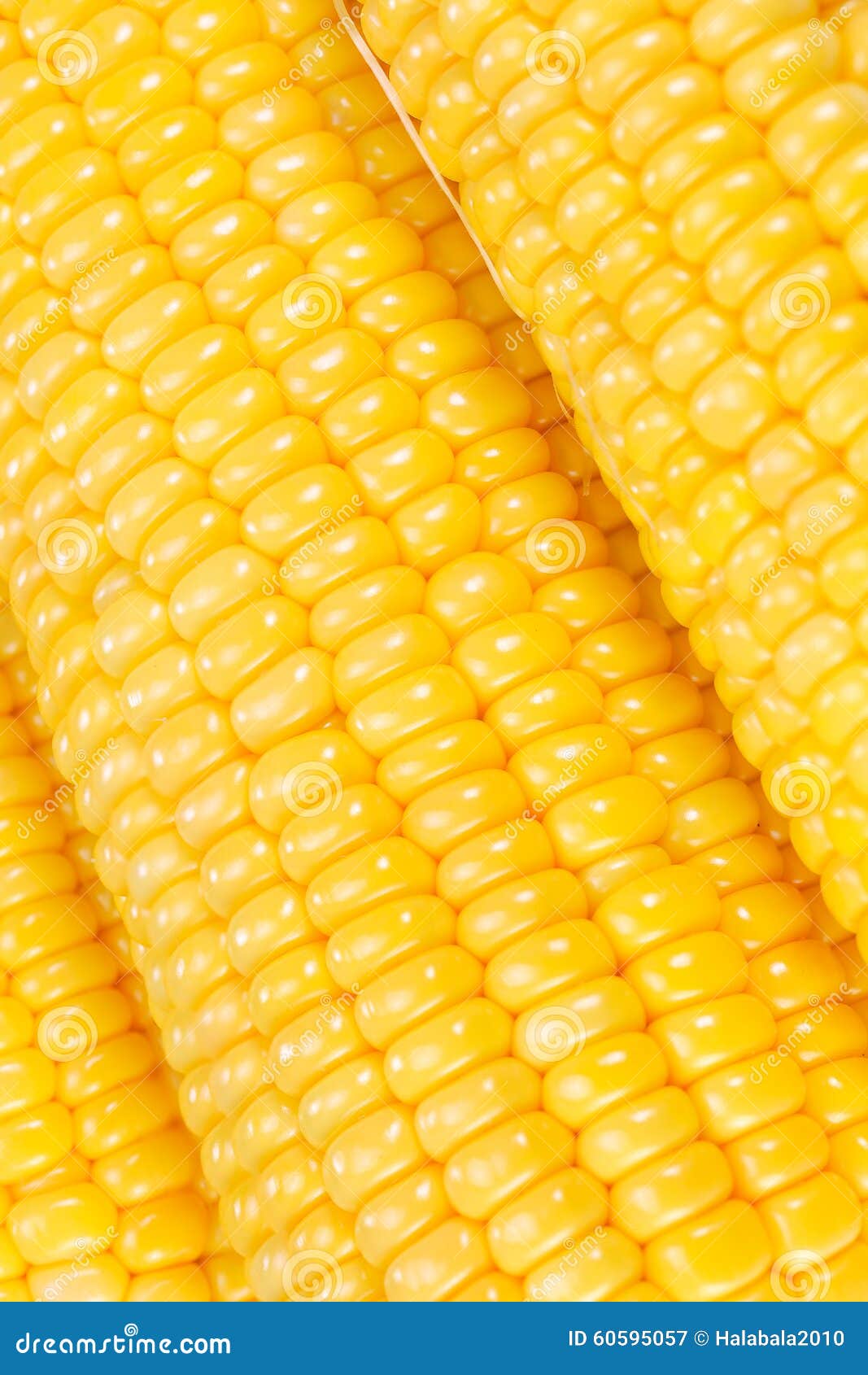 Grains of fresh ripe corn stock image. Image of grain - 60595057