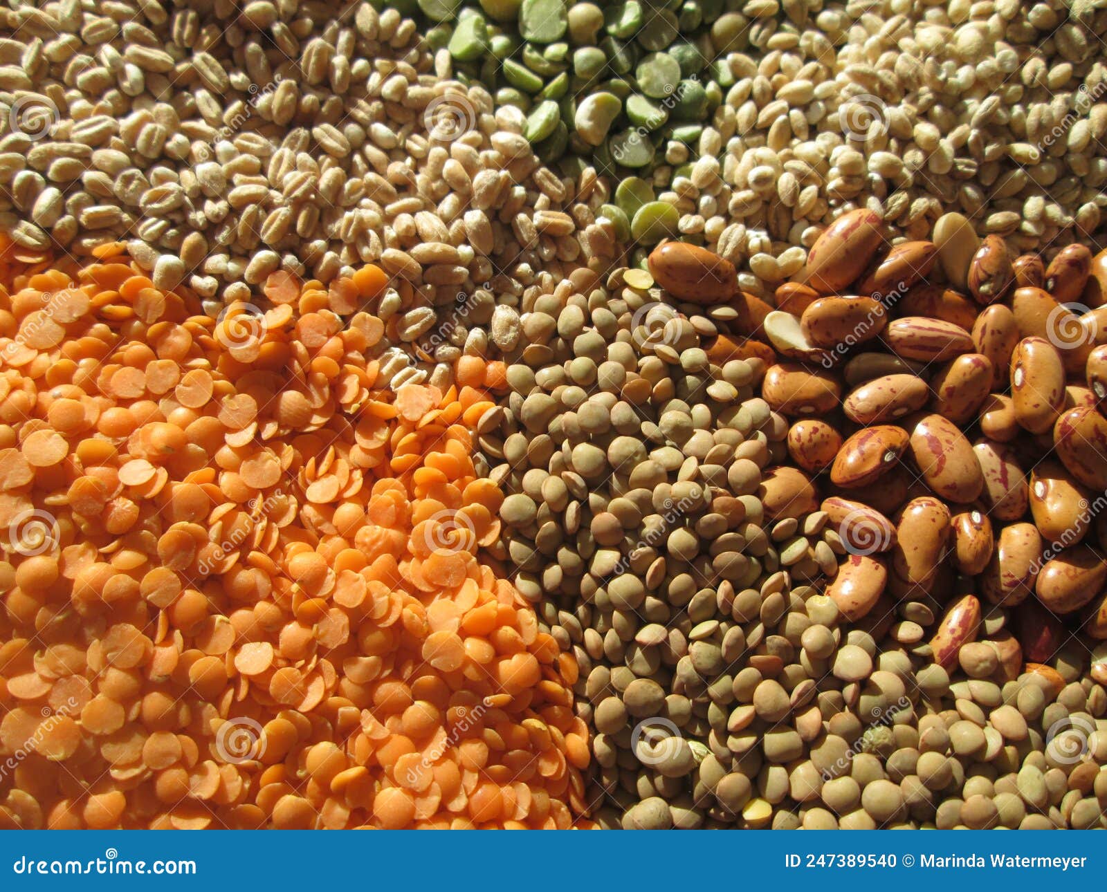 Grains and grain legumes stock photo. Image of vegetarian - 247389540