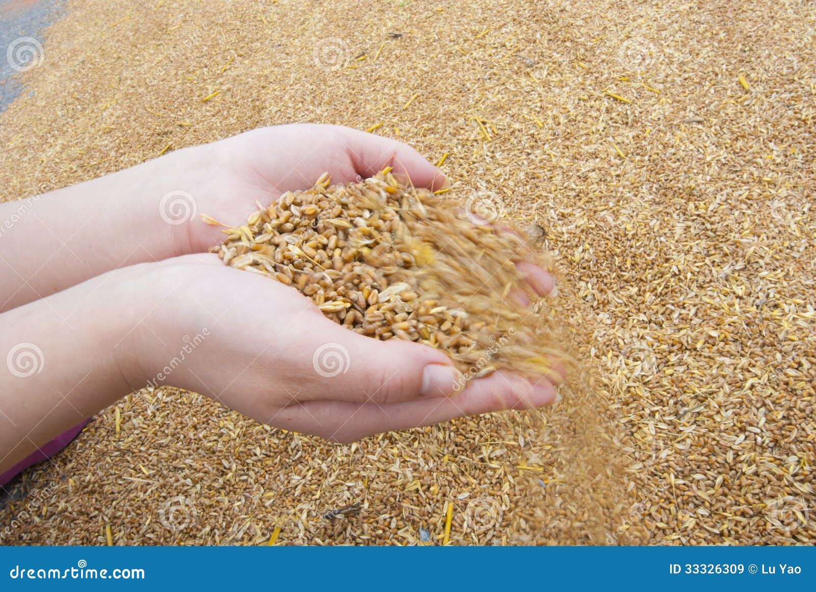 Grains stock image. Image of field, closeup, white, yellow - 33326309
