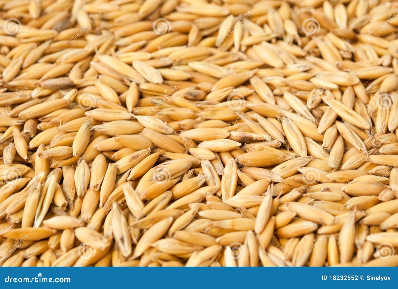 Grains of oat stock photo. Image of harvest, fiber, brown - 18232552