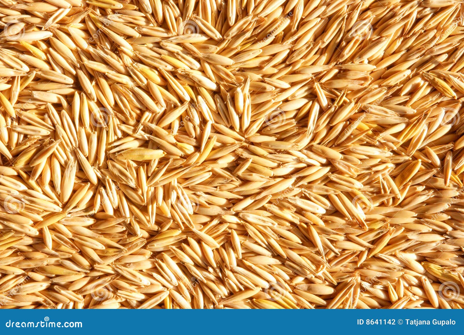 Grains of oat stock photo. Image of grain, core, accumulation - 8641142