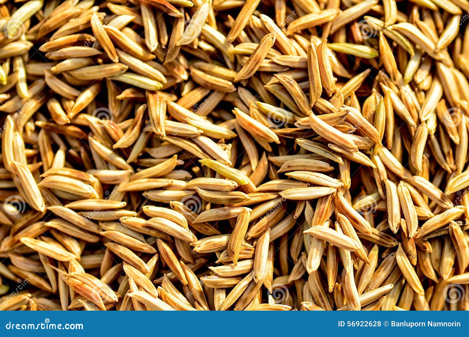Grains organiques de riz photo stock. Image du paddy - 56922628