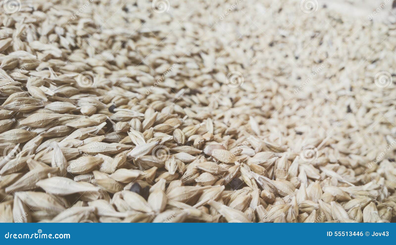 Grains stock photo. Image of grains, seed, food, grain - 55513446