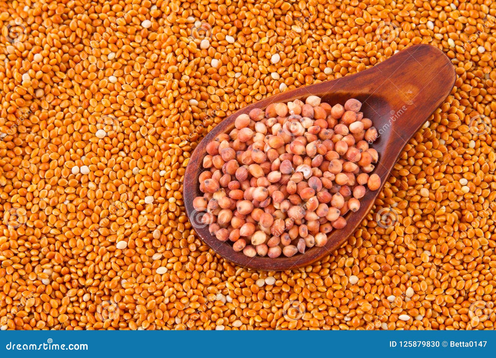Grains of Red and White Sorghum Sorghum Stock Photo - Image of granola ...