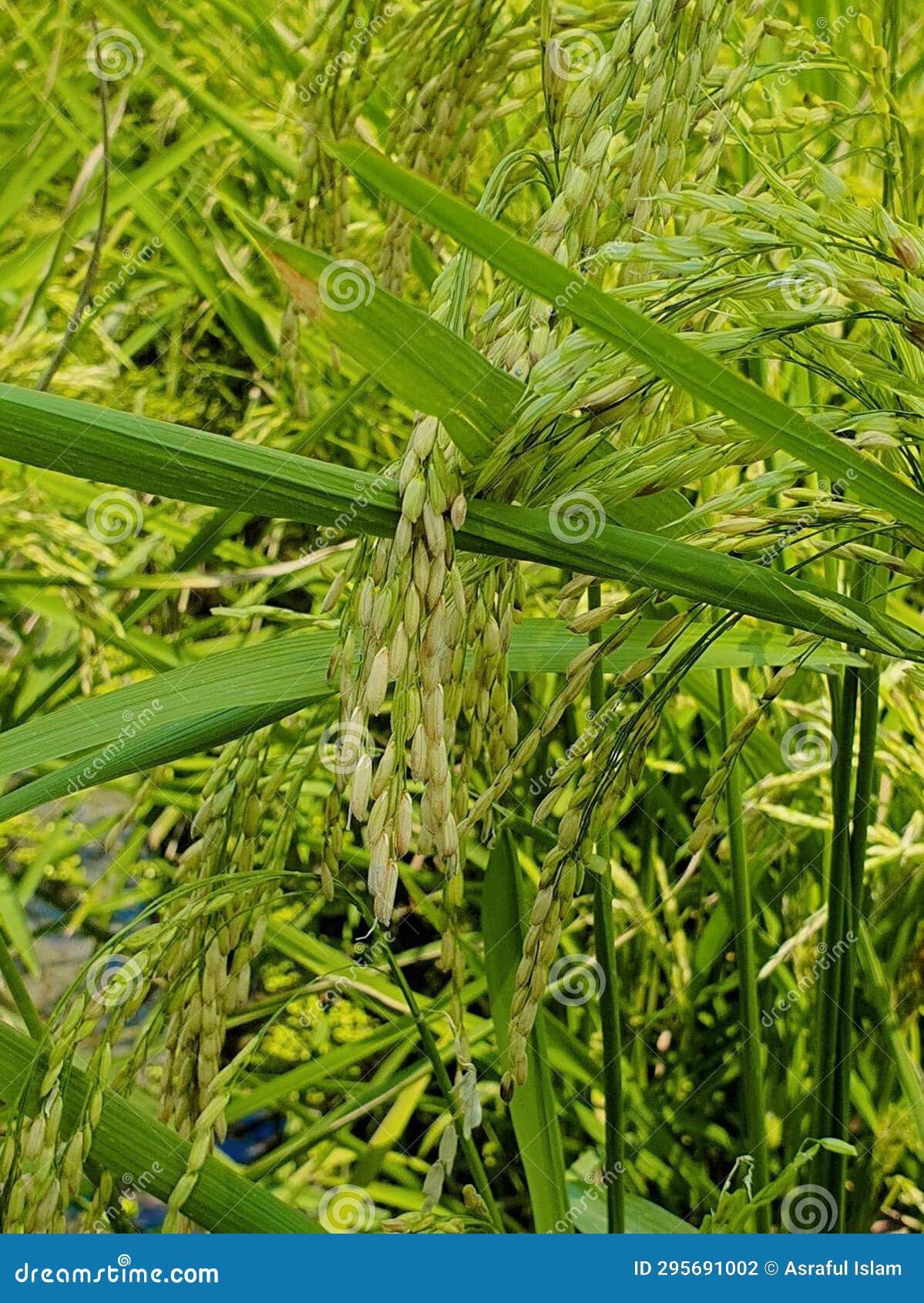 Grains of Rice in Paddy Field Stock Photo - Image of leaf, food: 295691002