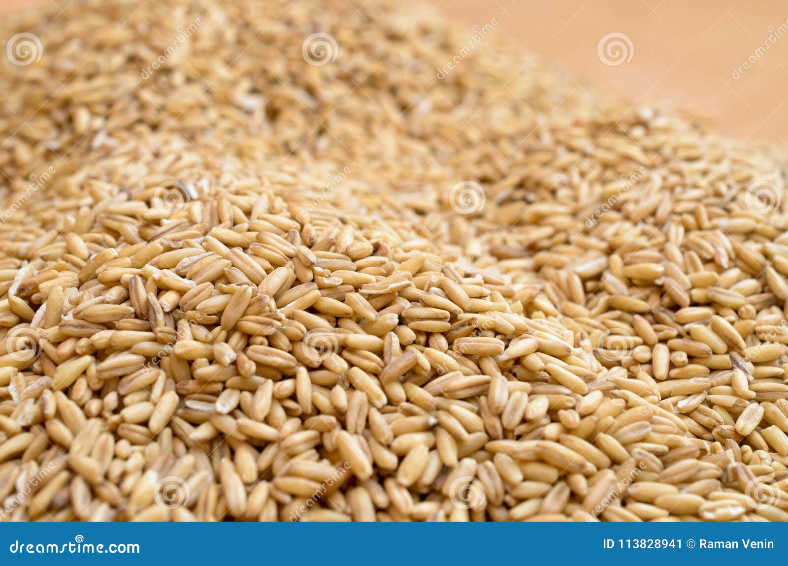 Grains of Ripe Cereal Crops. Stock Image - Image of hordeum, full ...