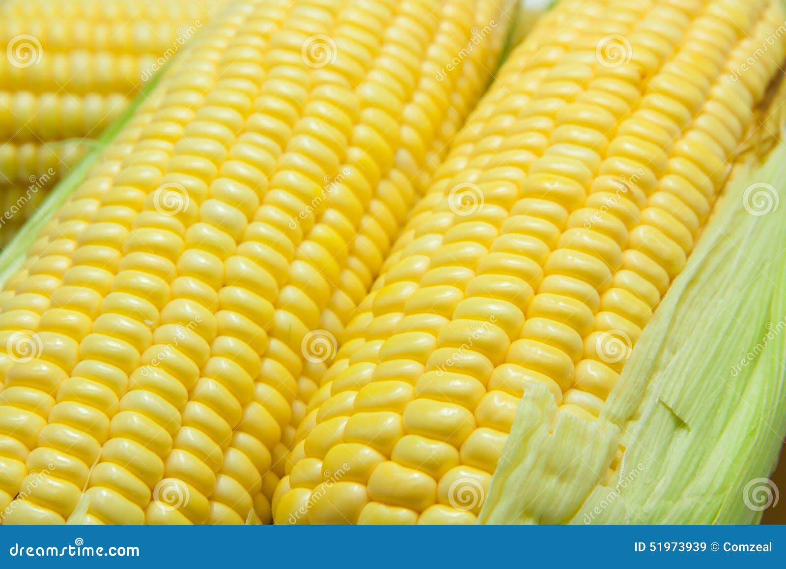 Grains of ripe corn stock image. Image of grains, kernel - 51973939