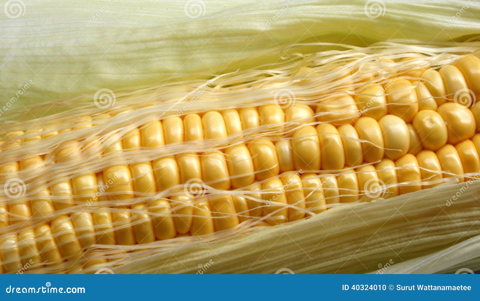 Grains of ripe corn stock photo. Image of nutrition, ripe - 40324010