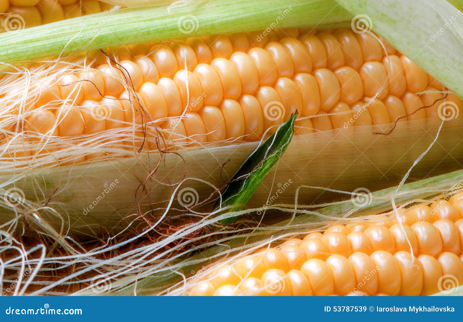 Grains of ripe corn stock image. Image of fruit, horizontal - 53787539