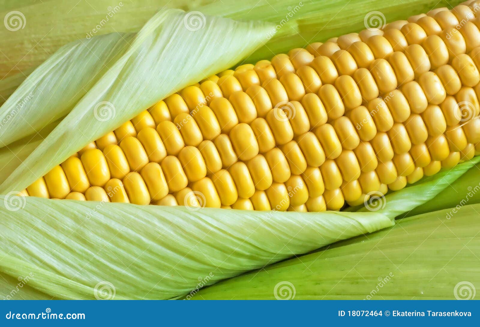 Grains of Ripe Corn in an Ear Stock Photo - Image of agriculture, crop ...