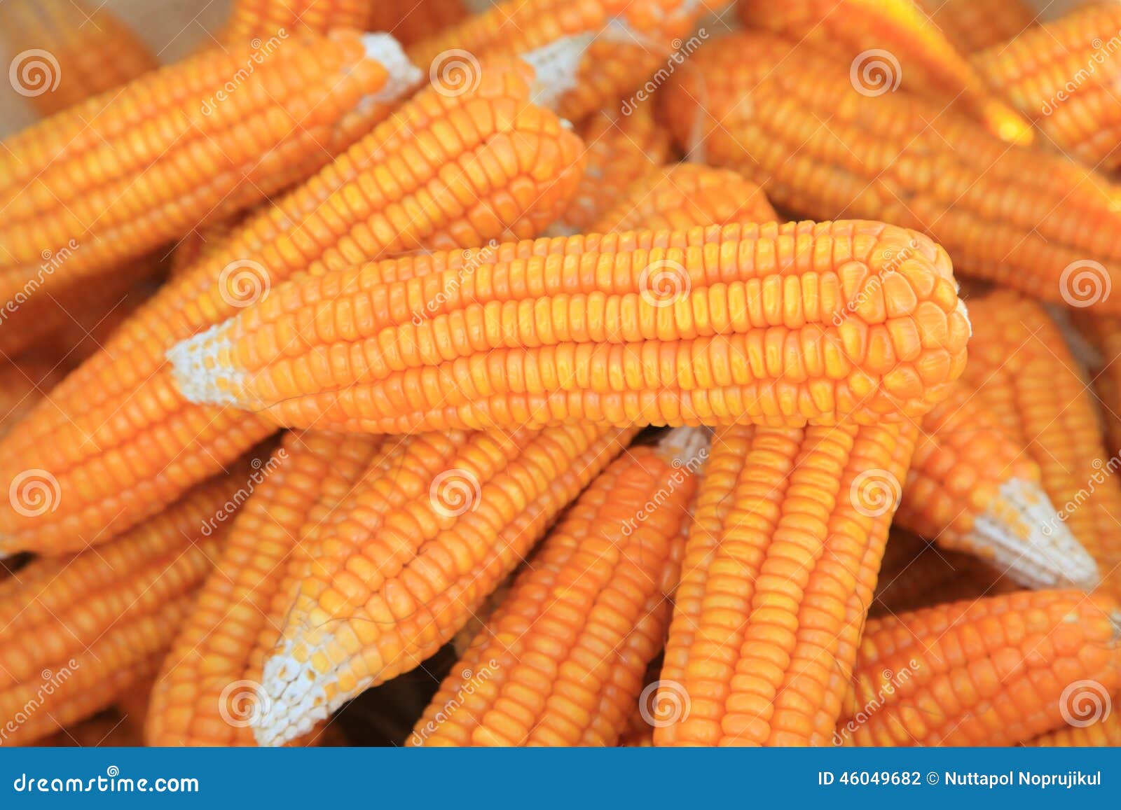 Grains of Ripe Corn. Macro Image. Stock Photo - Image of delicacy ...