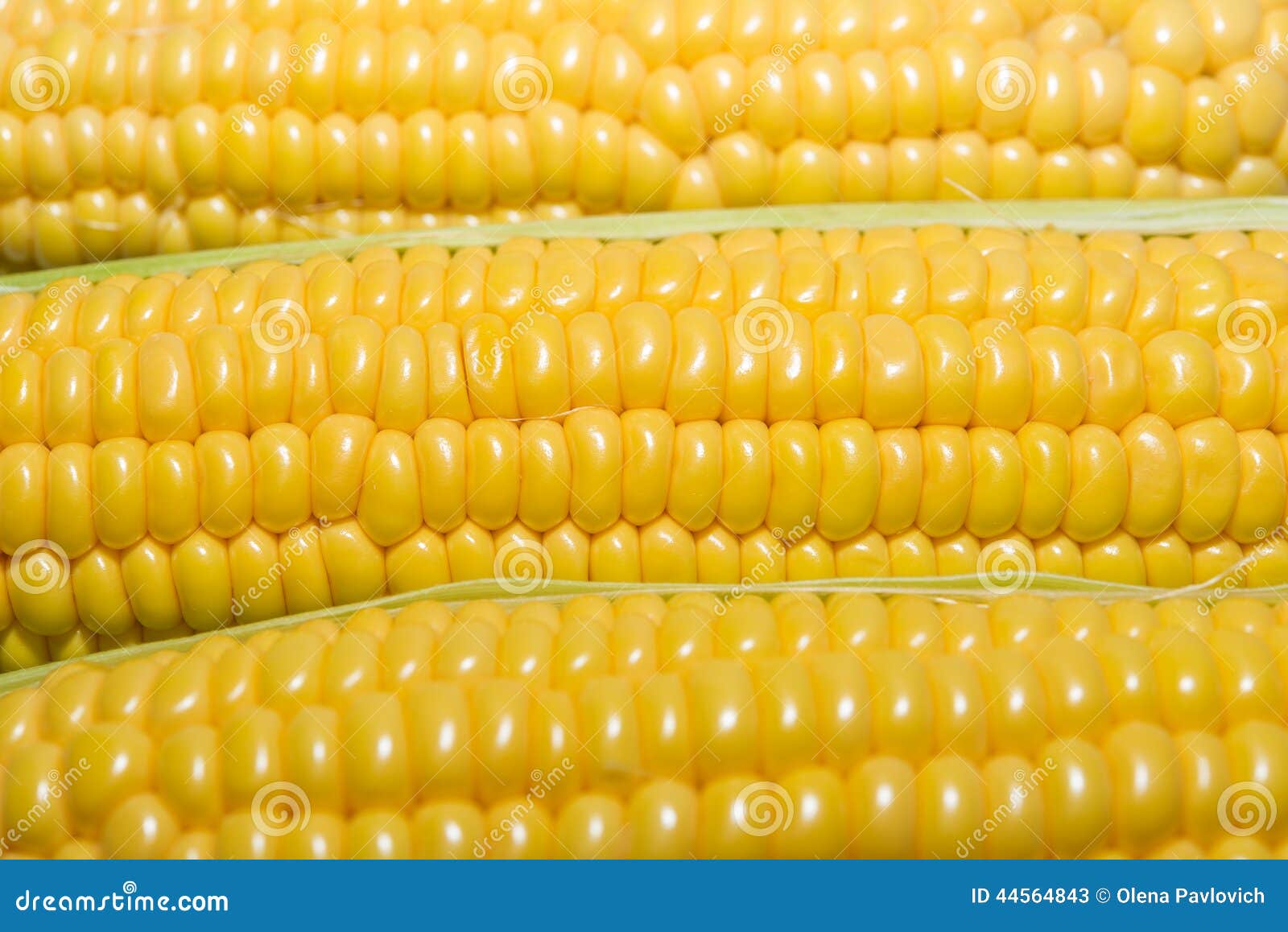 Grains of ripe corn. stock image. Image of farm, corn - 44564843