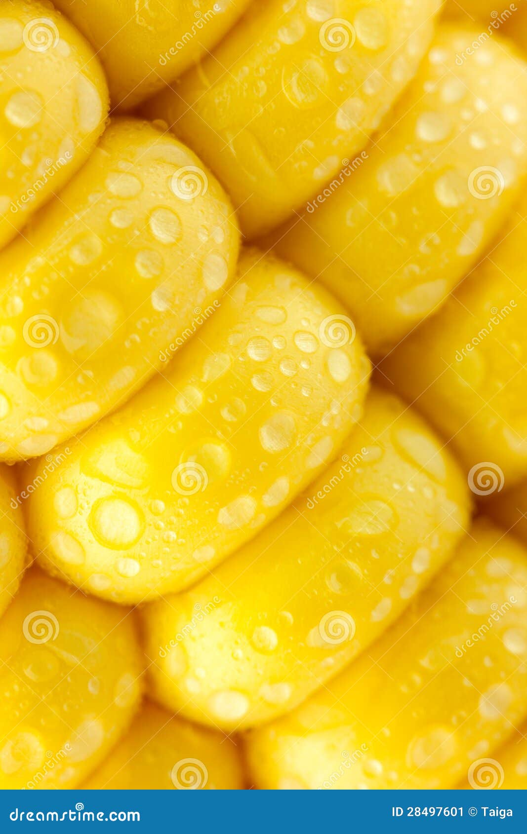 Grains Of Ripe Corn With Water Droplets / Diagonal / Extreme Mac Stock ...