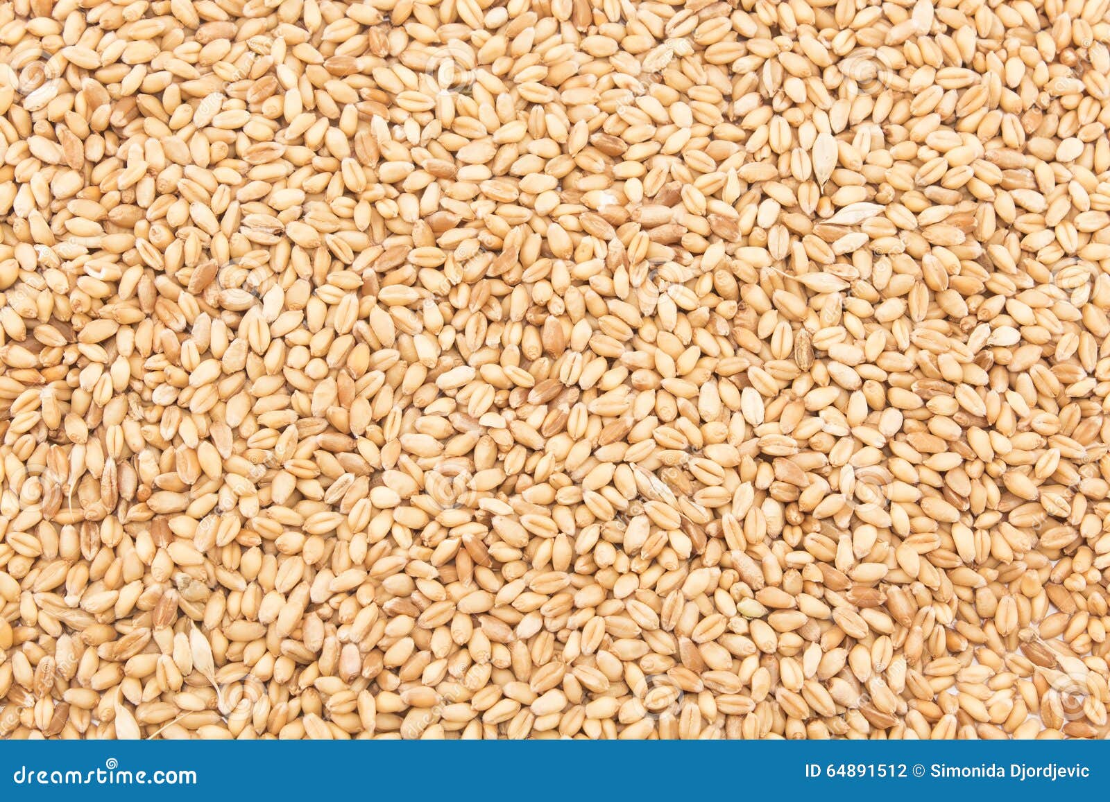 Grains of Ripe Wheat As Background Stock Photo - Image of nature ...