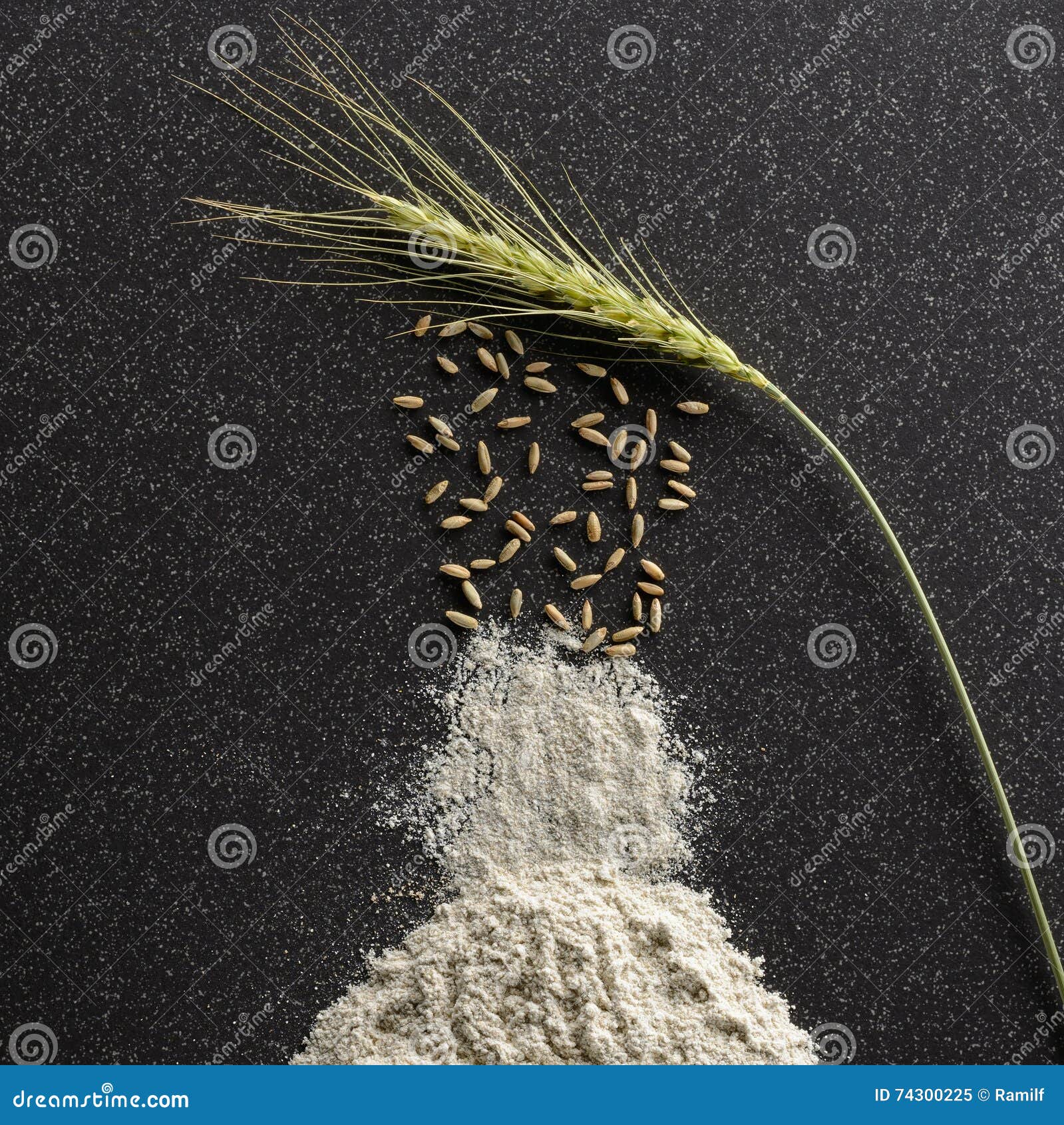 Grains of Rye Fall Out Ears Stock Image - Image of farming, idyllic ...