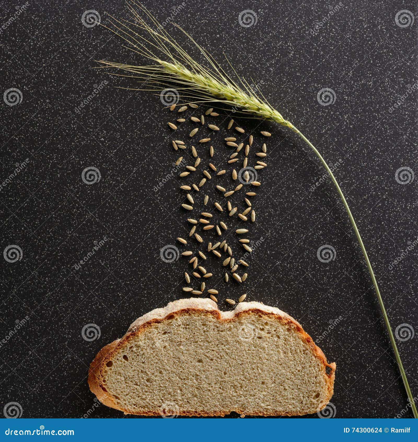 Grains of Rye Fall Out Ears Stock Photo - Image of vegetation ...