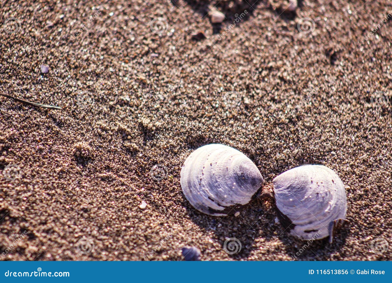 Shells in the Sand. Sand Texture. Stock Photo - Image of dune, grains ...