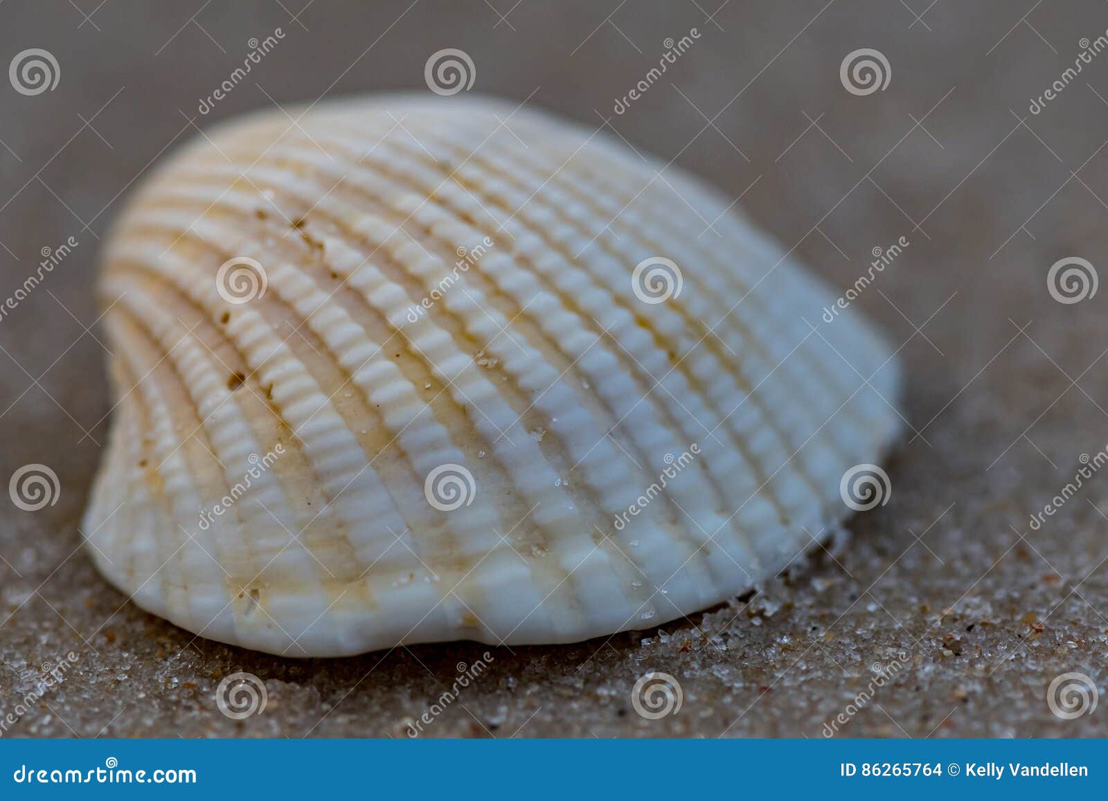Grains of Sand on a Single White Shell Stock Photo - Image of object ...