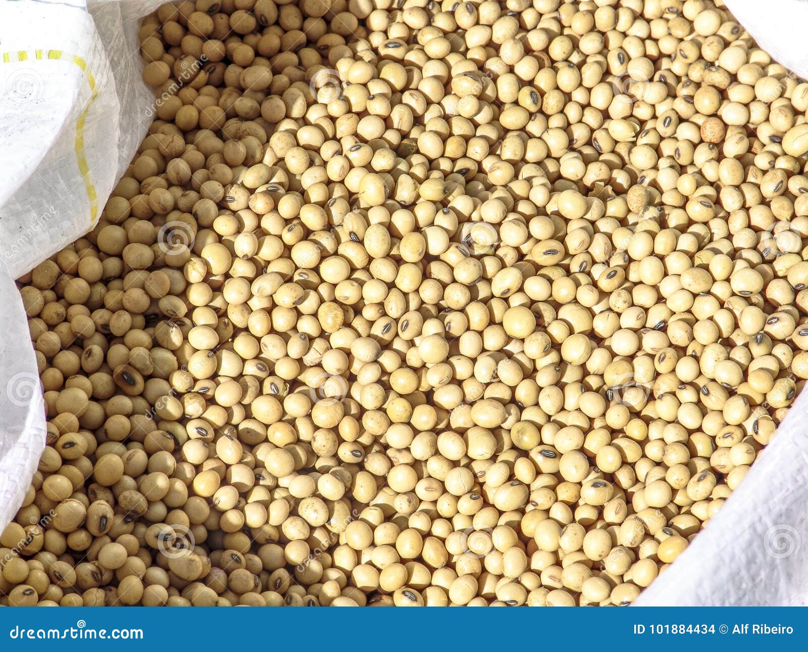 Soybean stock photo. Image of fiber, meat, food, health - 101884434